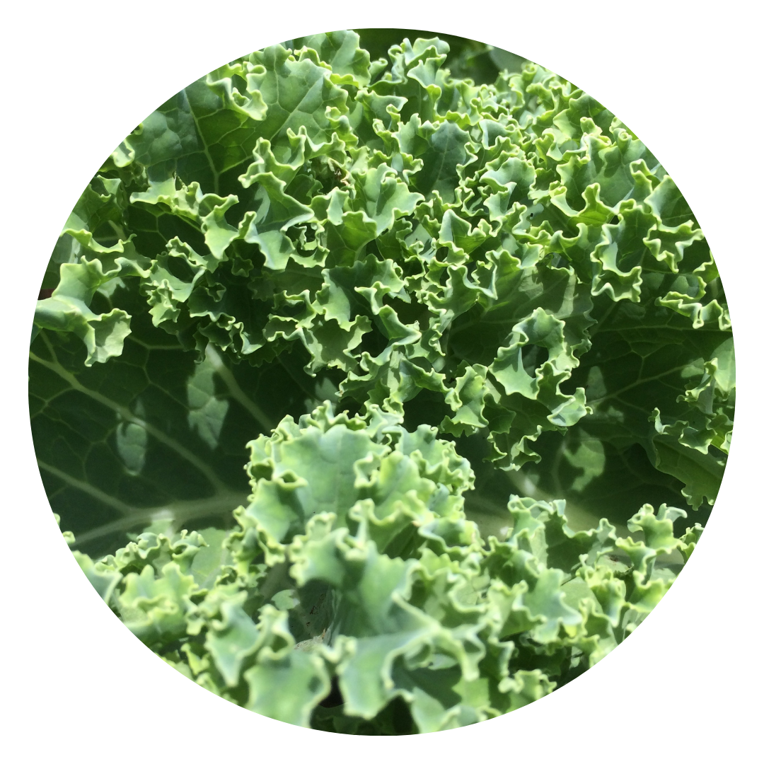 Vegetable Series Kale | Growing Home